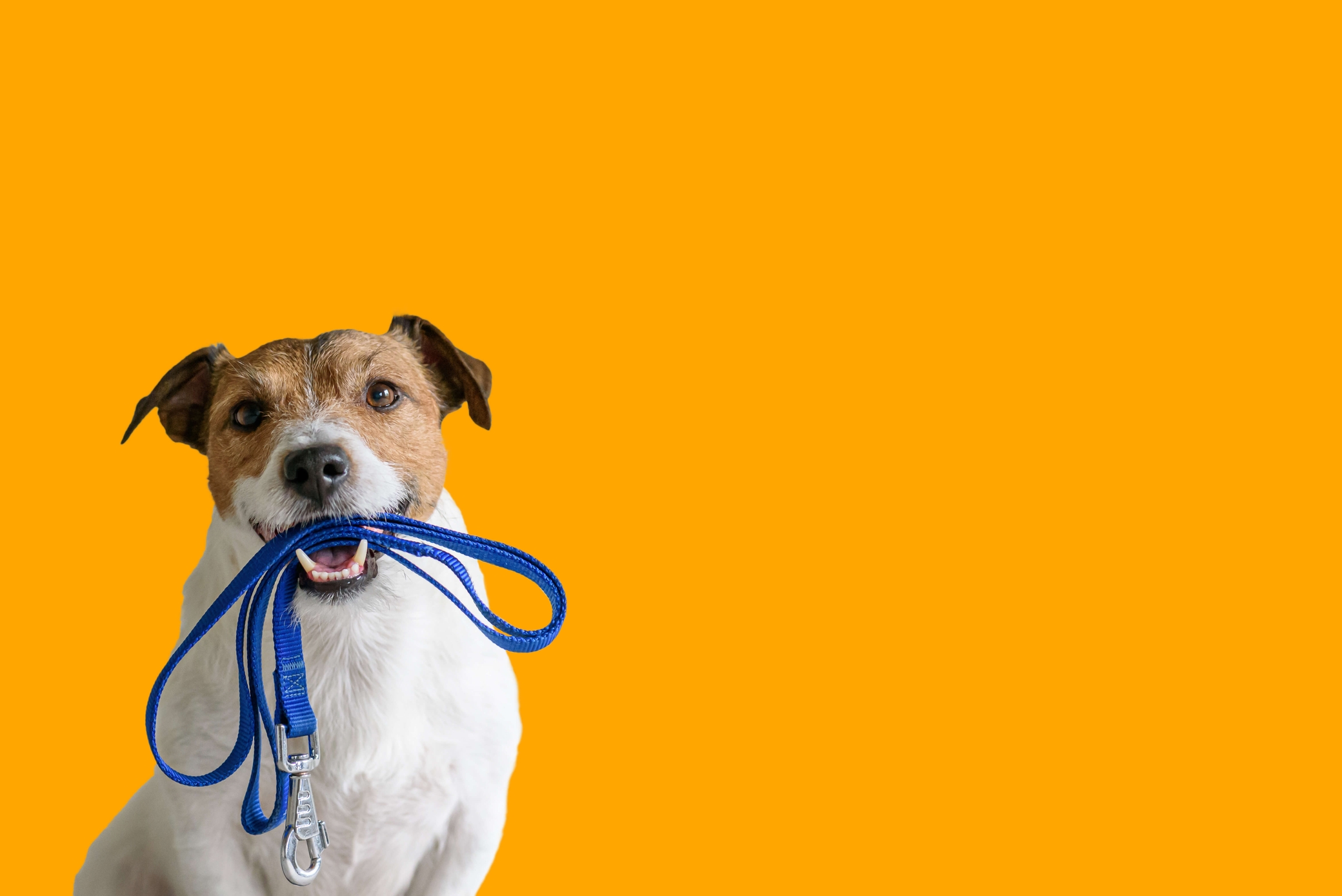 Client Work Portfolio | ActiveLAMP